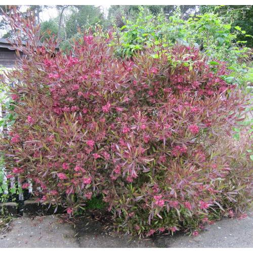 Bush / Shrub – speedyseeds