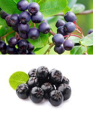 speedy-seeds.co.uk | Unusual Seeds & Plants – speedyseeds