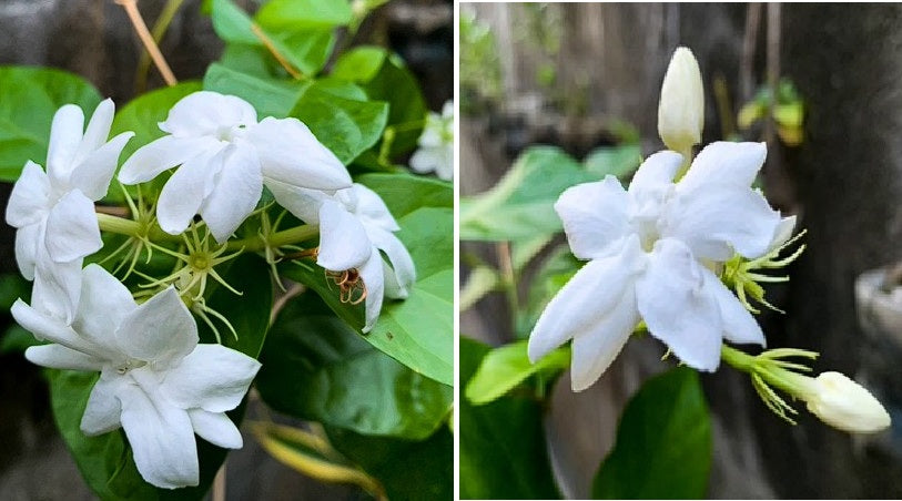Arabian Jasmine | 10+ seeds | Jasminium Sambac | Heavenly Scent ...