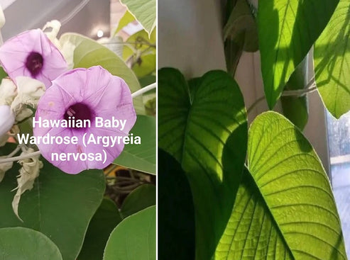 Hawaiian Baby Woodrose (Argyreia Nervosa) 25+ seeds | Untreated ...