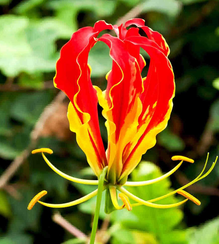 Flame Lily (Gloriosa Superba) | 20+ seeds | Fire Lily – speedyseeds