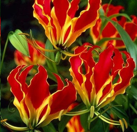 Flame Lily (Gloriosa Superba) | 20+ seeds | Fire Lily – speedyseeds
