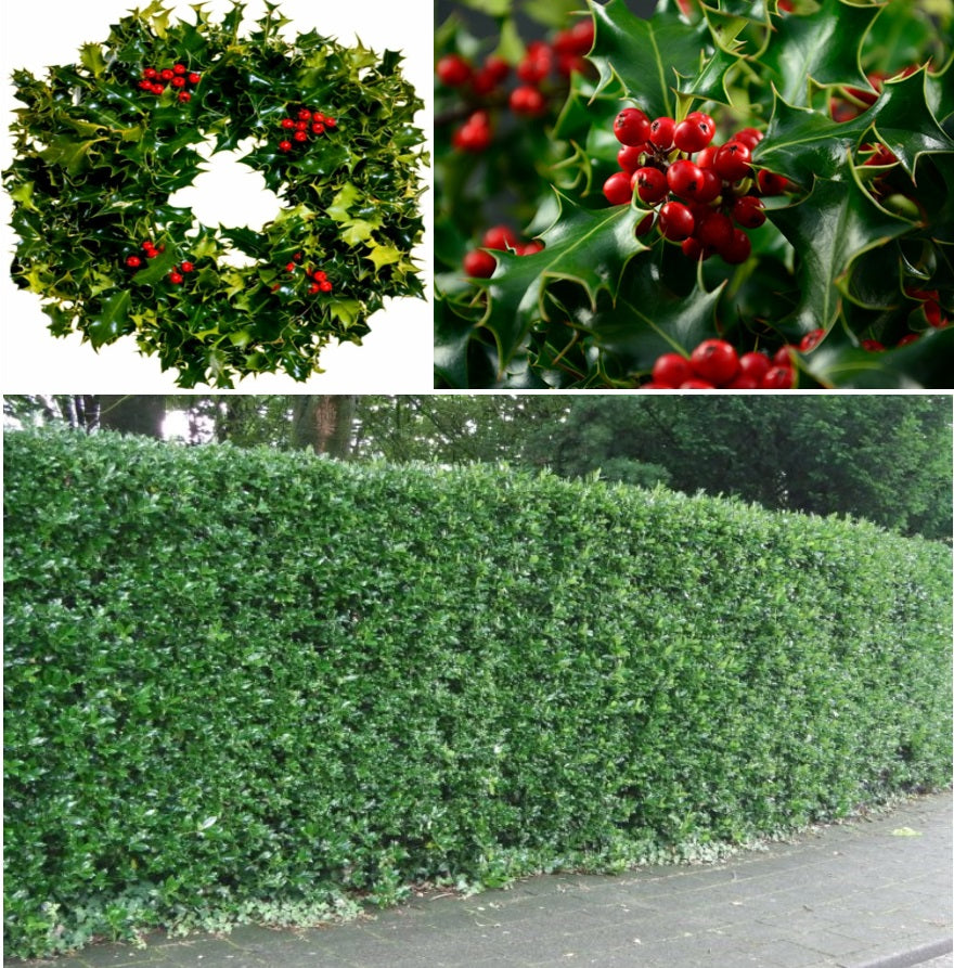 Common Holly Seeds (Ilex Aquifolium) | Fresh 2023 seeds | Hedging ...