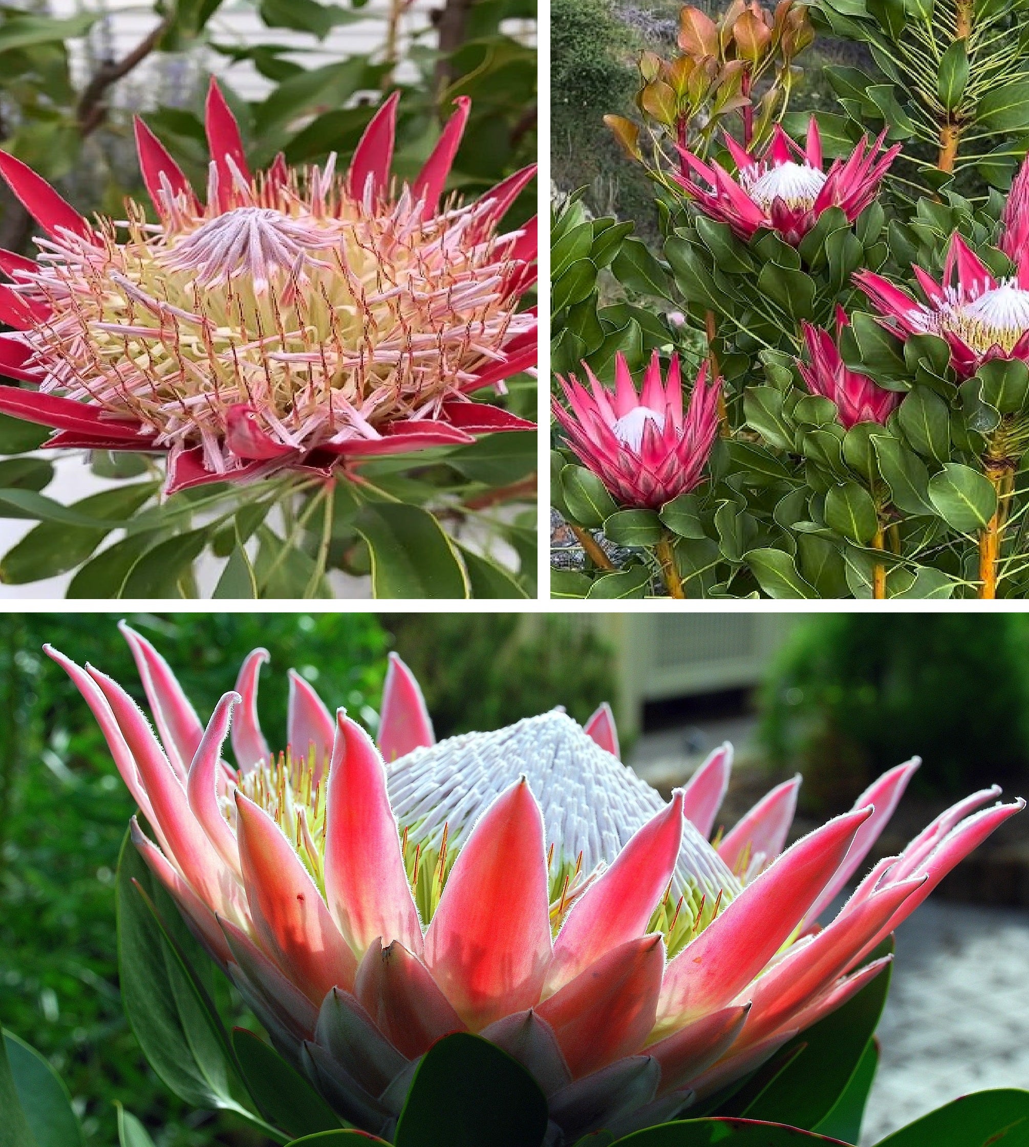 Protea Cynaroides | 10+ seeds| South Africa | King Sugar Bush – speedyseeds