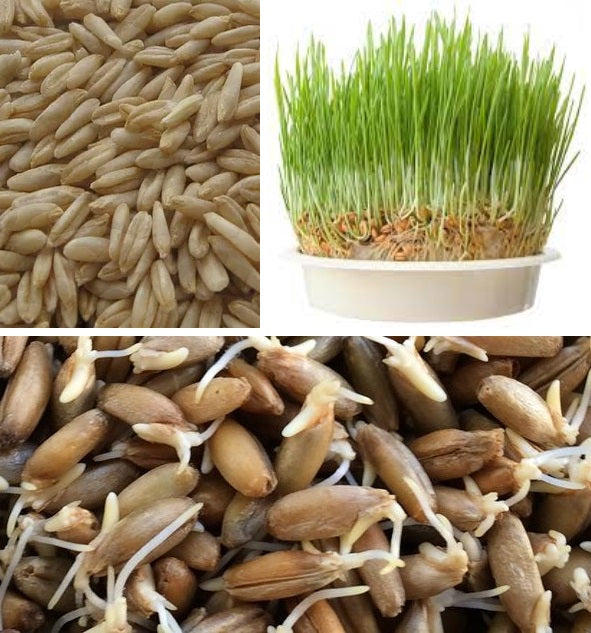 Organic Oat Groats | Breakfast Sprouts | 10g | Microgreens – speedyseeds