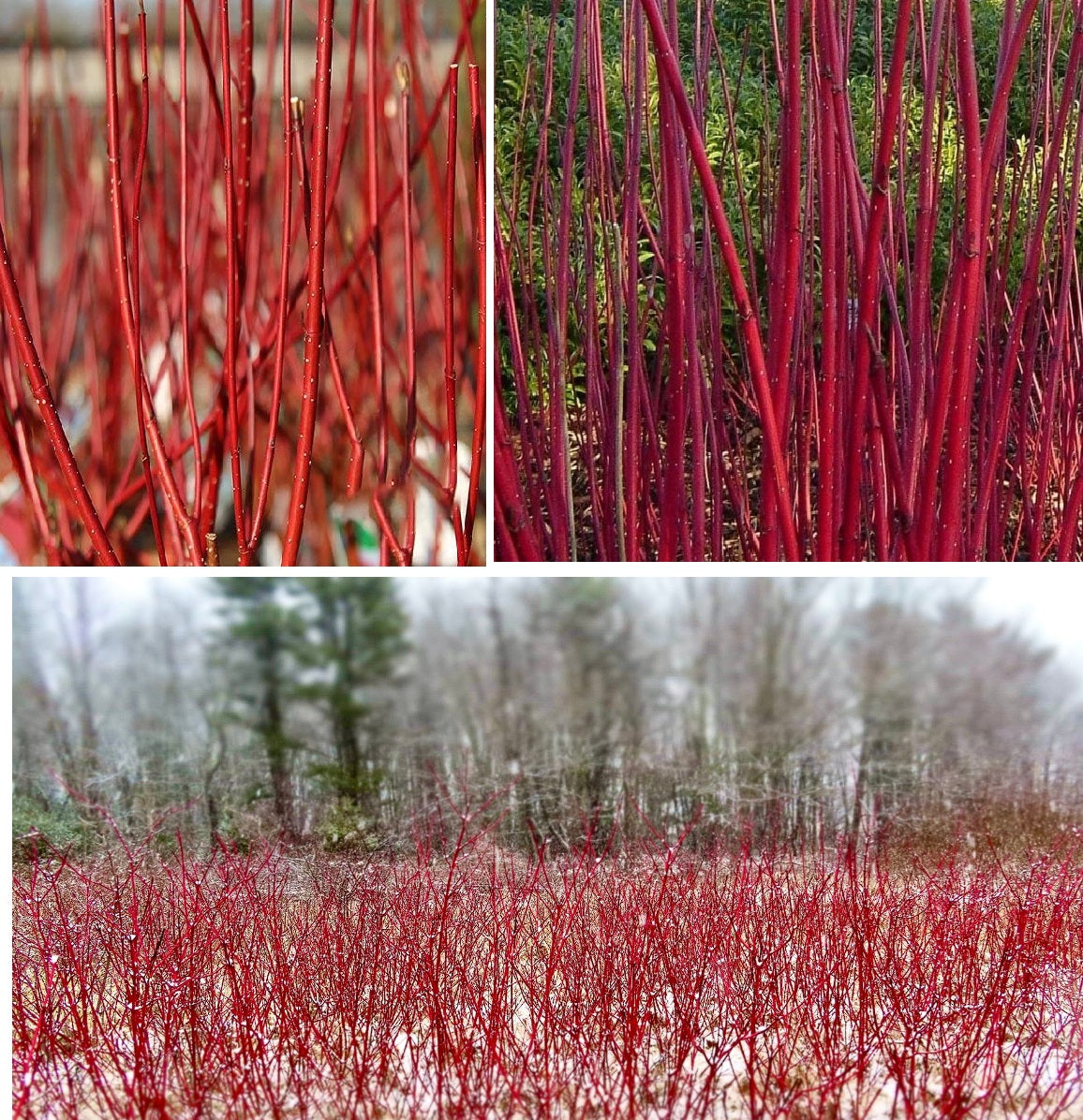 Red Dogwood [Cornus Alba] | 30+ seeds | Fully UK Hardy | Same Day Disp ...