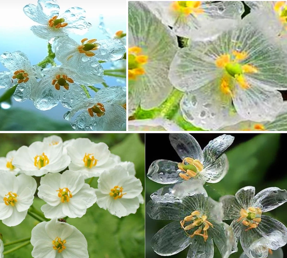 Skeleton Flower | Diphylleia Grayi | 10+ seeds | Enchanting Flower | R ...