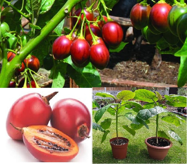 Tamarillo| Tree Tomato | Cyphomandra Betacea | 40+ seeds – speedyseeds