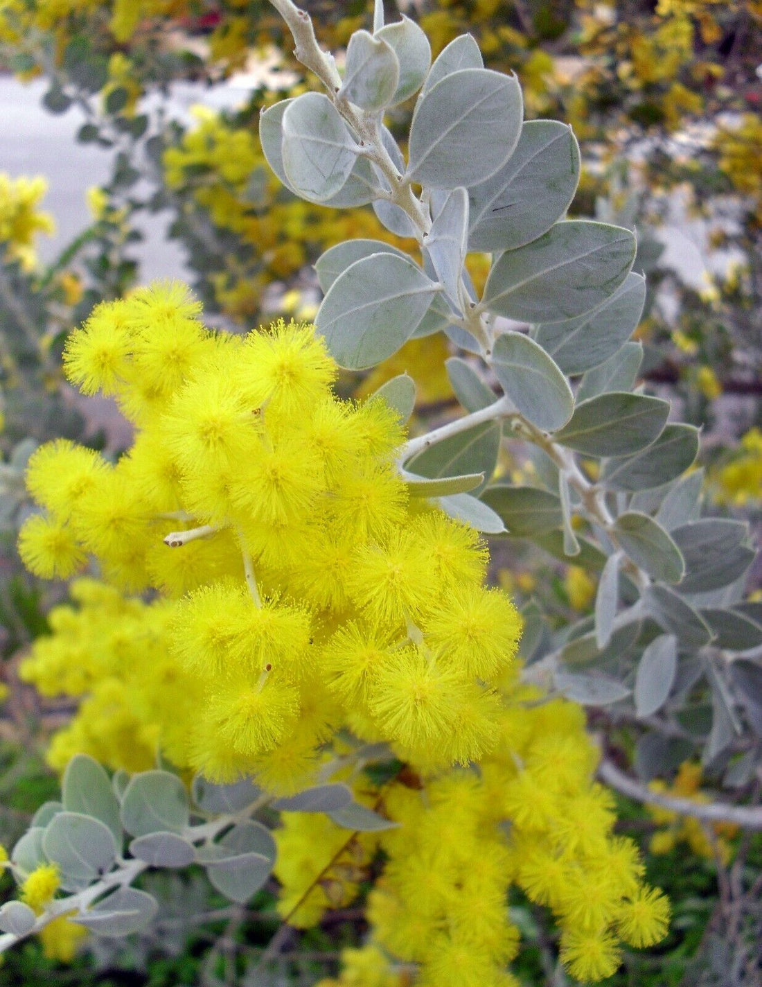 Queensland Silver Wattle (Acacia Podalyriifolia) | 20+ Seeds | Same Da ...