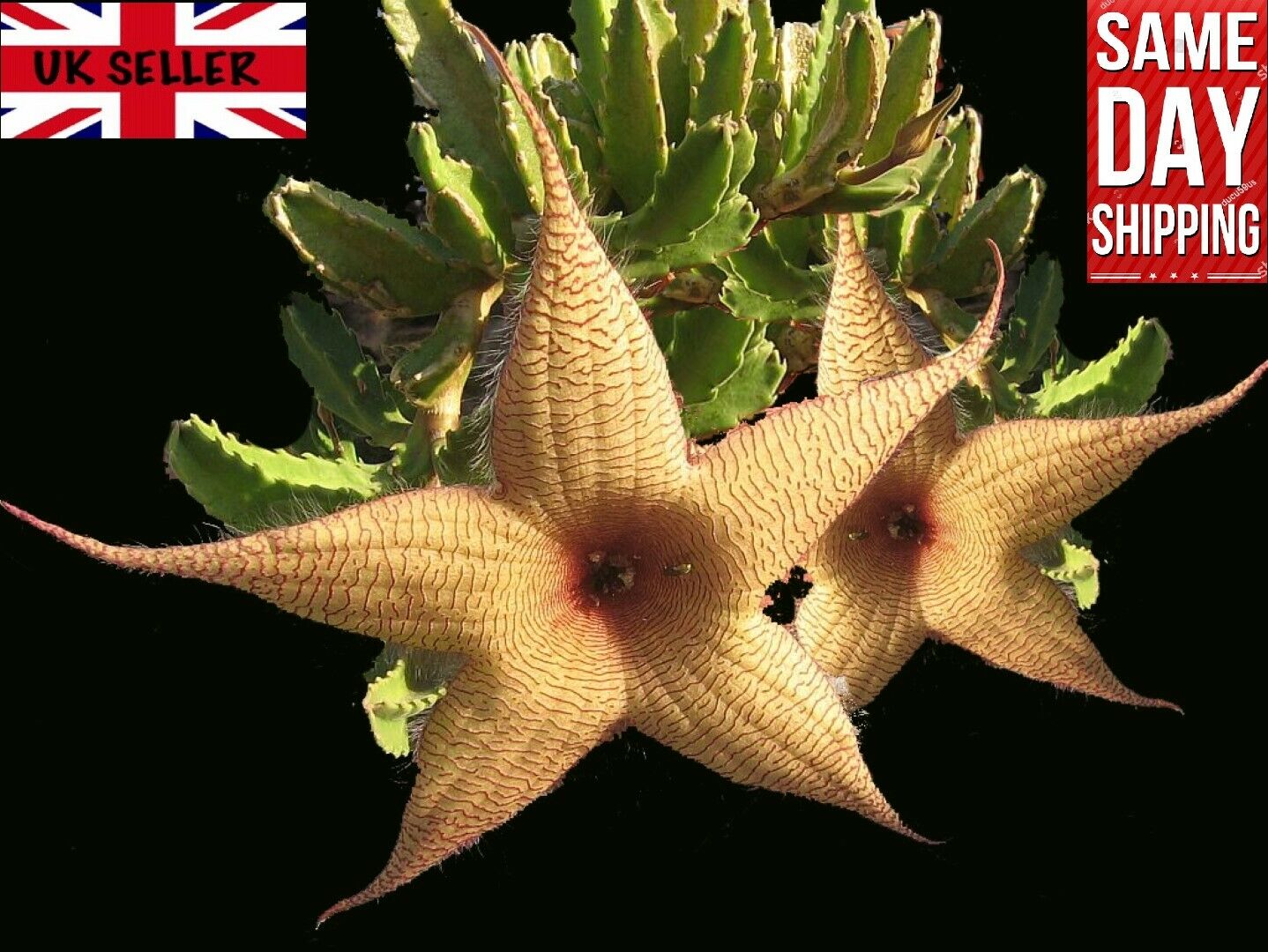Giant Carrion Flower [Stapelia Gigantea] 10 seeds. Same Day Dispatch ...