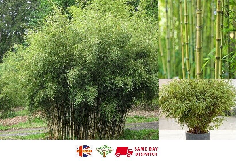 Fargesia Yunnanensis (Borinda) Bamboo | 10 Seeds | Hardy – speedyseeds