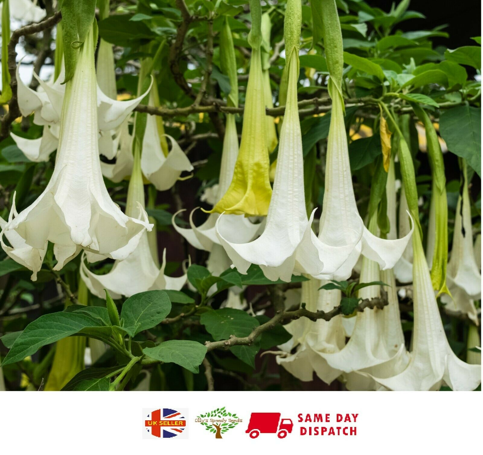 White Angel's Trumpet [Brugmansia Arborea | 10+ seeds – speedyseeds