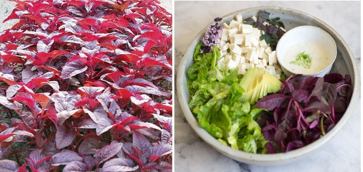 speedy-seeds.co.uk | Unusual Seeds & Plants – speedyseeds