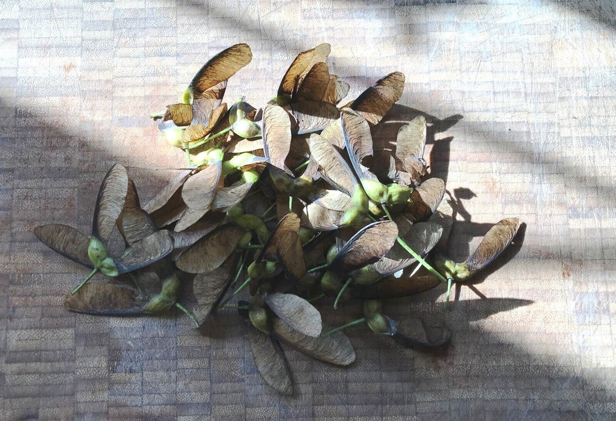 Sycamore Tree Seeds | 25+ seeds | 2025 harvest | Sowing | Crafts ...