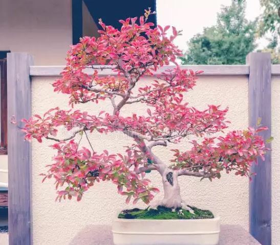 Chinese Mahogany (Toona Sinensis) | 20+ seeds | Bonsai | – speedyseeds