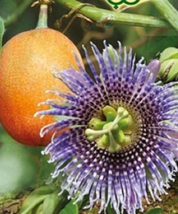 Passion Flower Fruit Vine (Passiflora Ligularis) | Sweet Granadilla ...