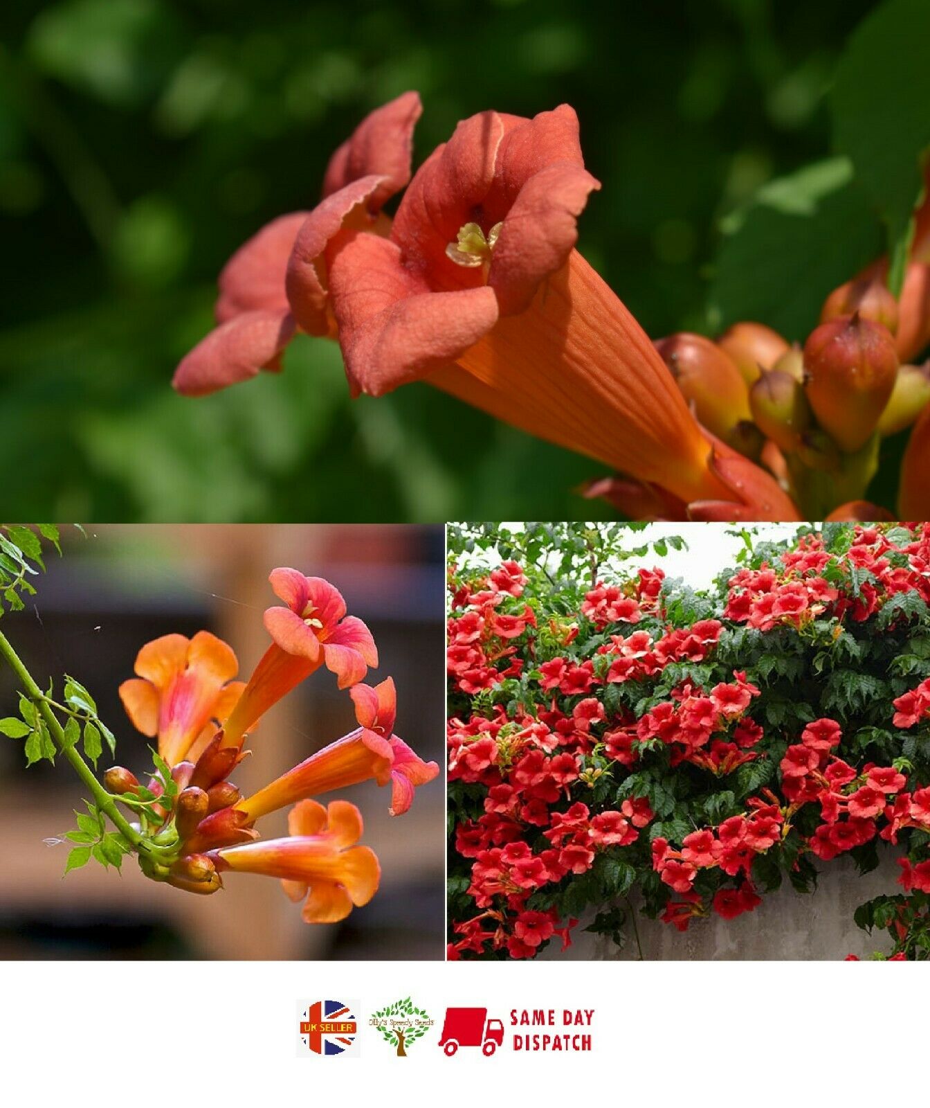 Trumpet Vine [Campsis Radicans] 50+ seeds | Vigorous Climber – speedyseeds