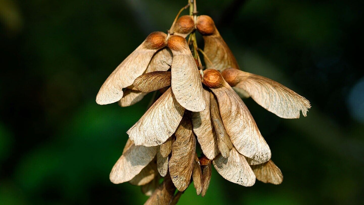 Sycamore Tree Seeds | 25+ seeds | 2025 harvest | Sowing | Crafts ...