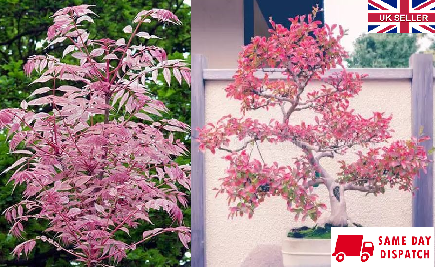 Chinese Mahogany (Toona Sinensis) | 20+ seeds | Bonsai | – speedyseeds
