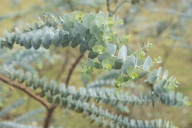 Baby Blue Gum (Eucalyptus Pulverulenta) 20+ Seeds | Weddings | Same Da ...