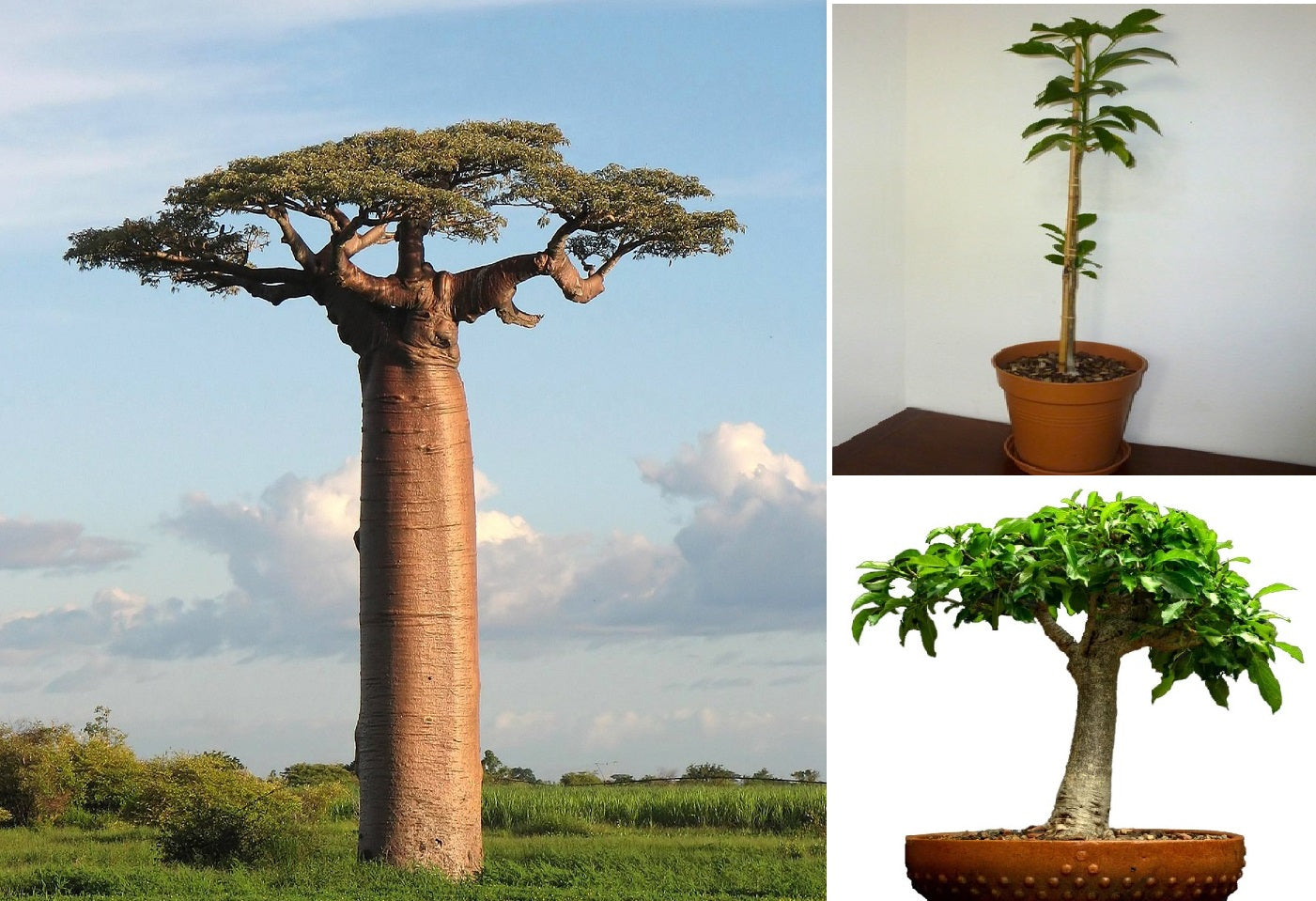 African Baobab Tree (Adansonia Digitata) 20+ seeds | Bonsai – speedyseeds