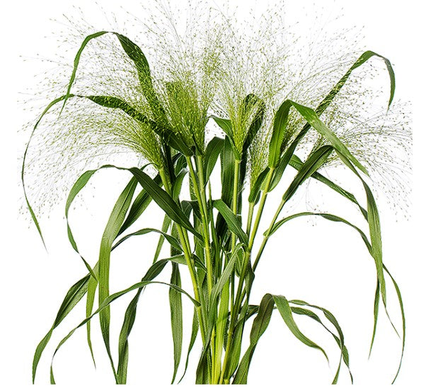 Panicum Virgatum "Fontaine" | Ornamental Grass | 30+ seeds – speedyseeds